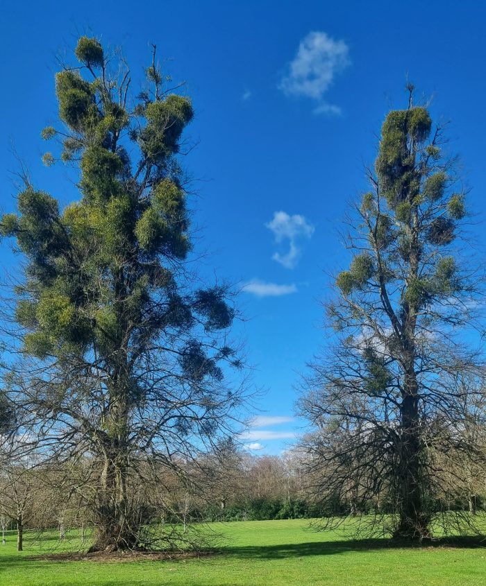 Out There Trees | Mistletoe and Basal Growth