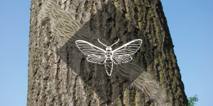 Out There Trees | OPM